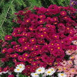 Botanical Creations Plant List