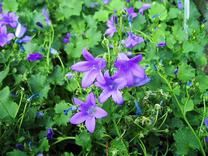 Botanical Creations Plant List