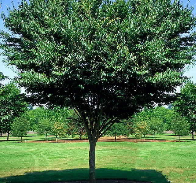 Botanical Creations Plant List