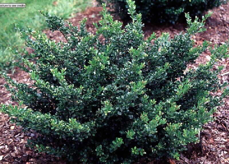 Botanical Creations Plant List