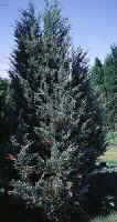 Botanical Creations Plant List