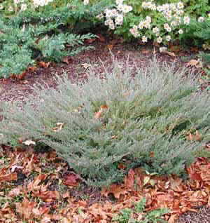Botanical Creations Nursery Plant List